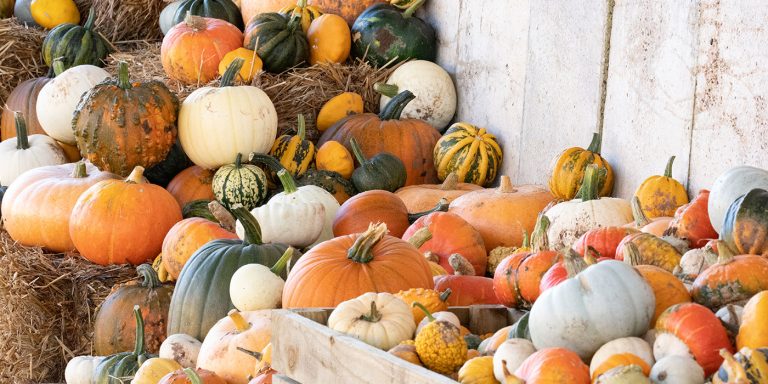 Halloween - Cattows Farm