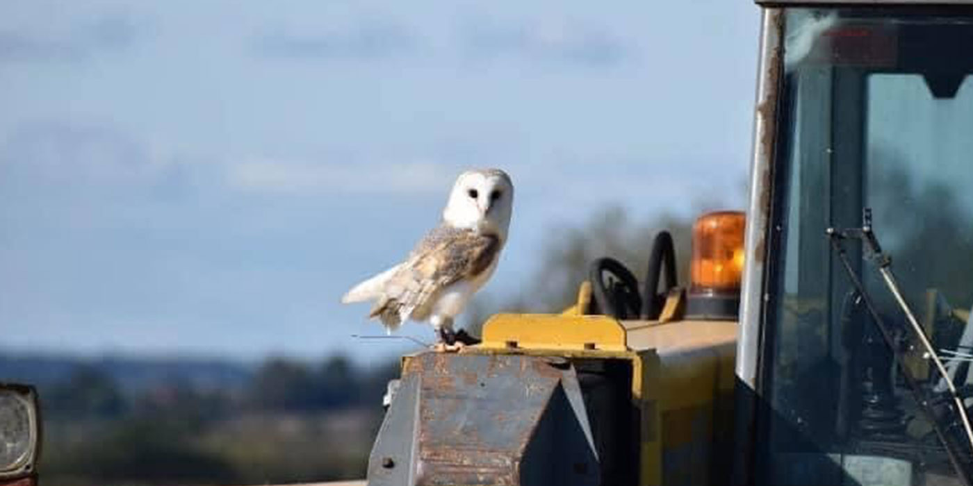 Also at Cattows Farm - Cattows Farm