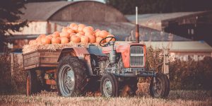 Halloween - Cattows Farm